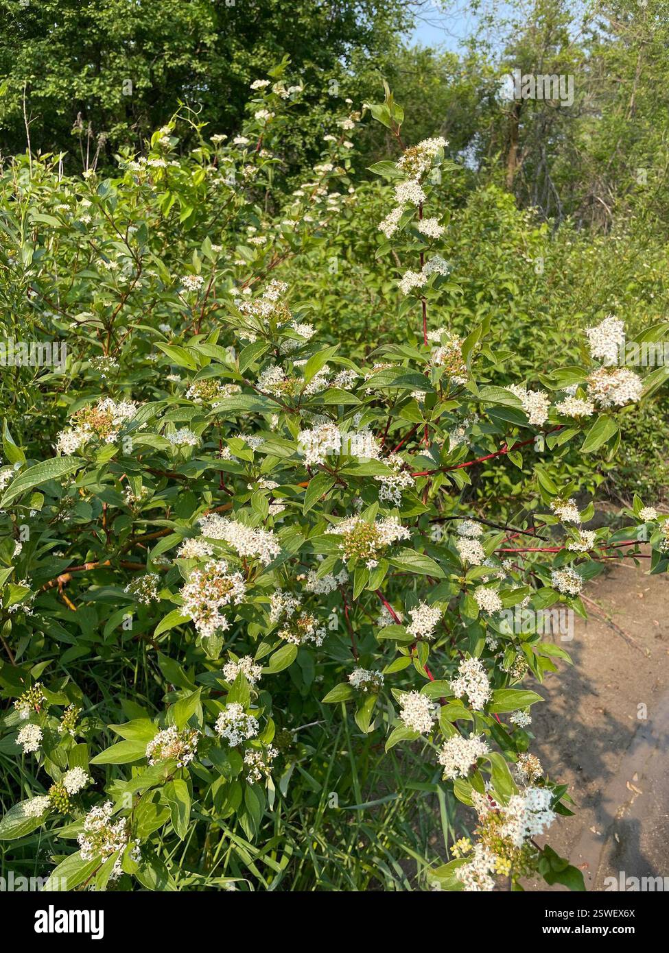 red osier dogwood (Cornus sericea), Plantae, Nottawasaga River, Adjala ...
