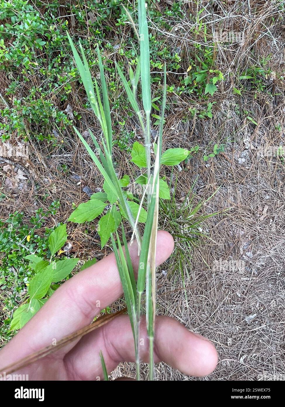 Blood Panicgrass (Dichanthelium consanguineum), Plantae, Kisatchie ...
