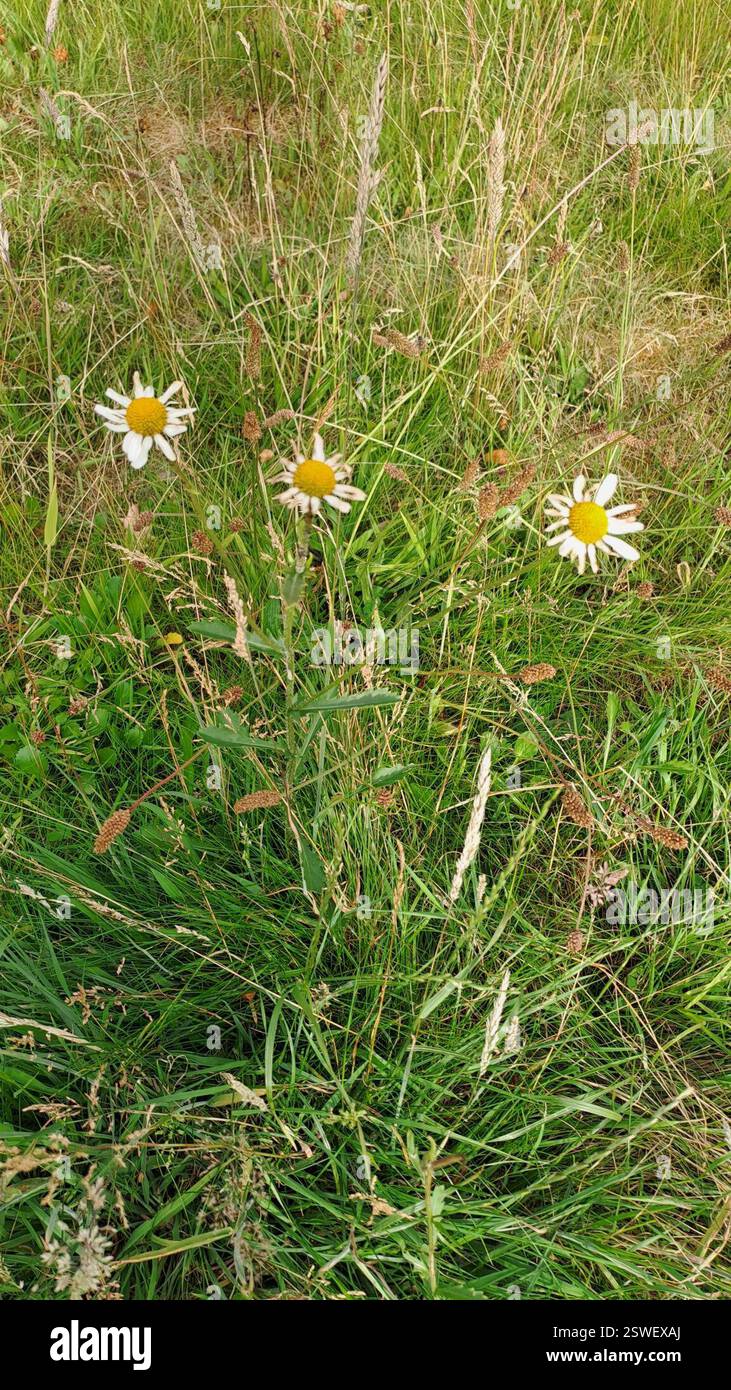 oxeye daisy (Leucanthemum vulgare), Plantae, Tattenhall, Chester CH3 ...