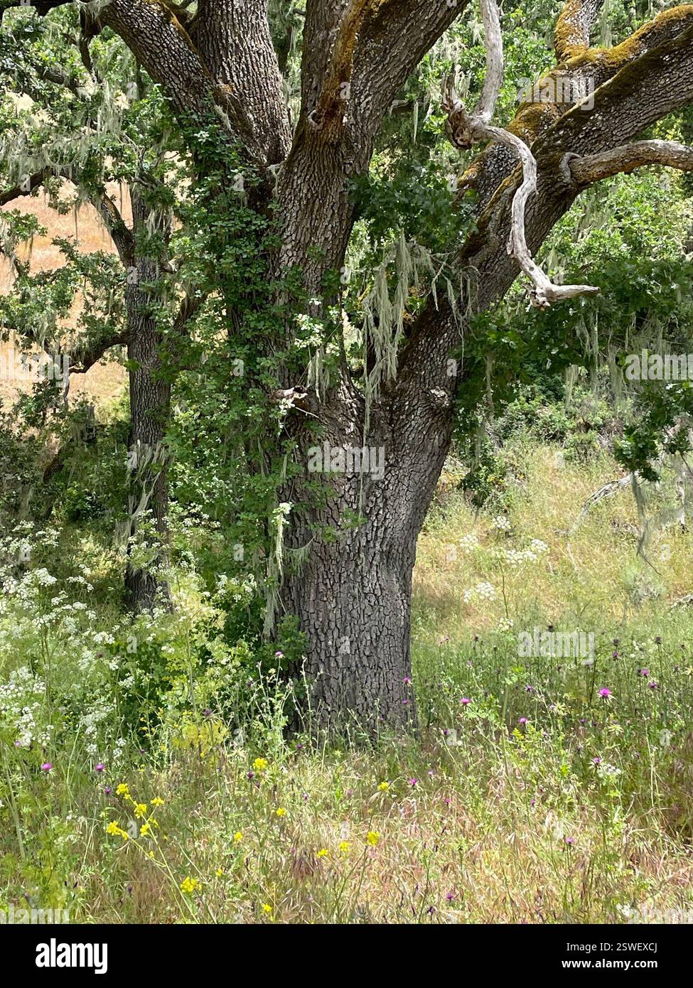 (Dumosae), Plantae, Henry W. Coe State Park, Gilroy, CA, US, Outer end ...