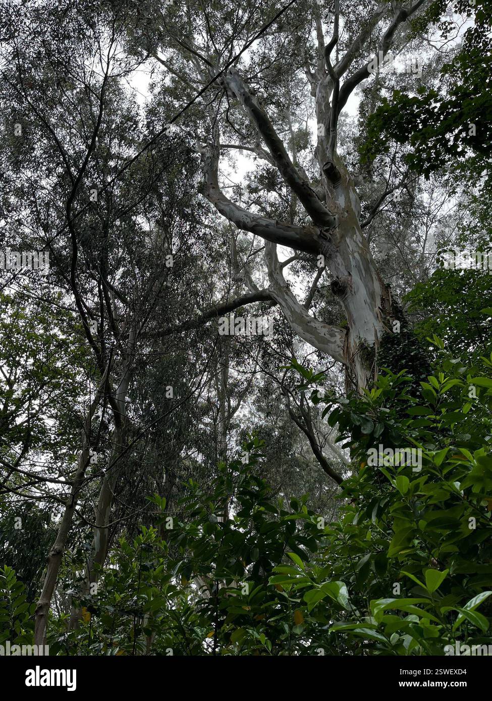 eucalyptus (Eucalyptus), Plantae, Strathmore Road, Killiney, Co. Dublin ...