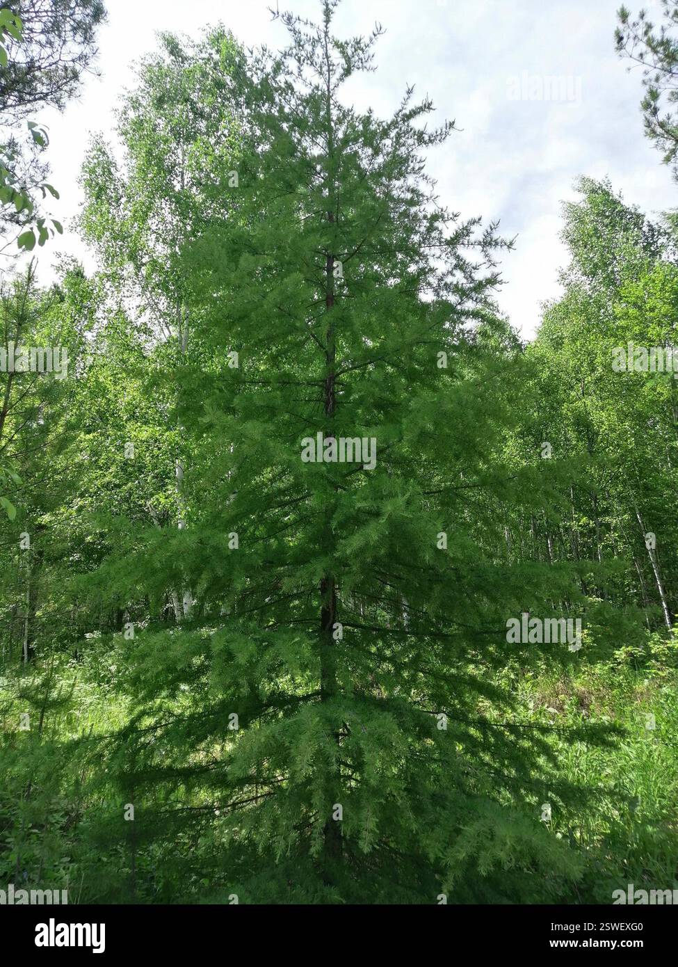 Dahurian larch (Larix gmelinii), Plantae, Usol'skiy rayon, RU-IK, RU Stock Photo - Alamy