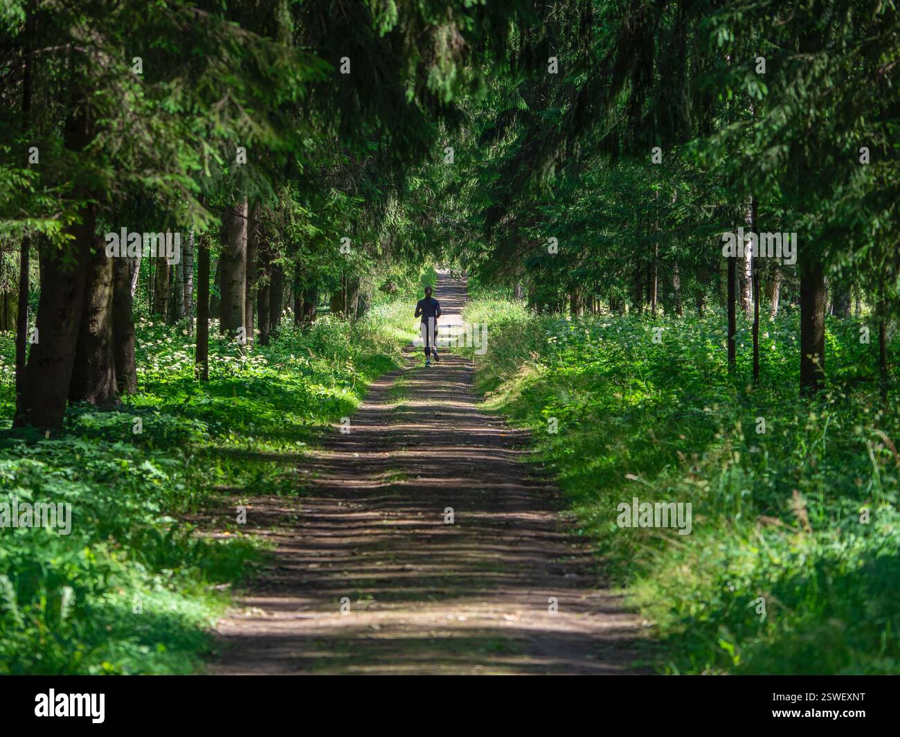 Runner on a shady forest path summer runs in nature hi-res stock ...