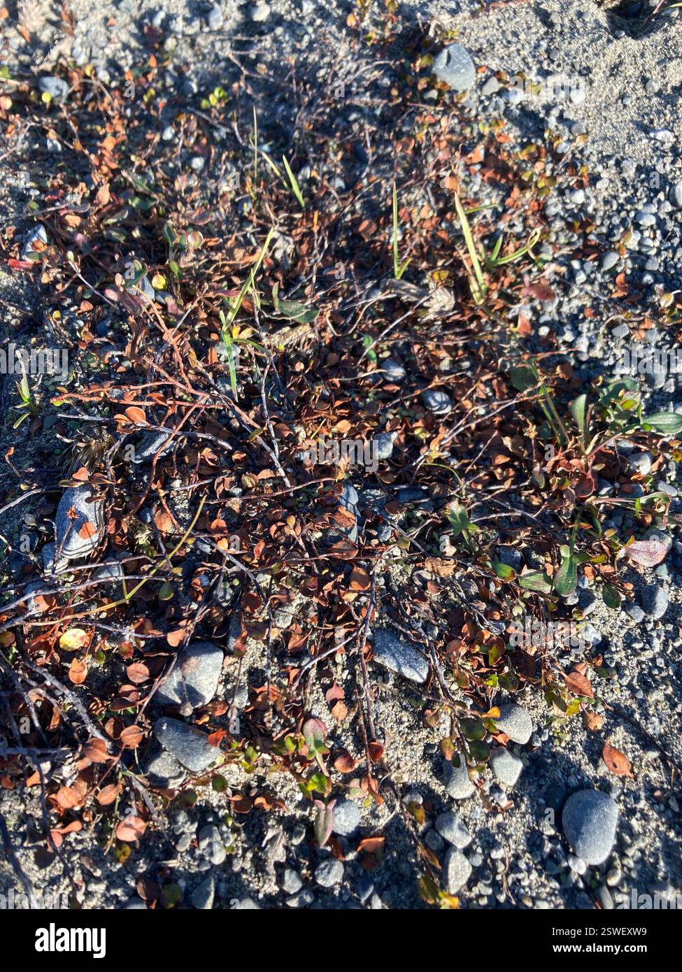 Creeping Wire Vine (Muehlenbeckia axillaris), Plantae, Te Waipounamu ...
