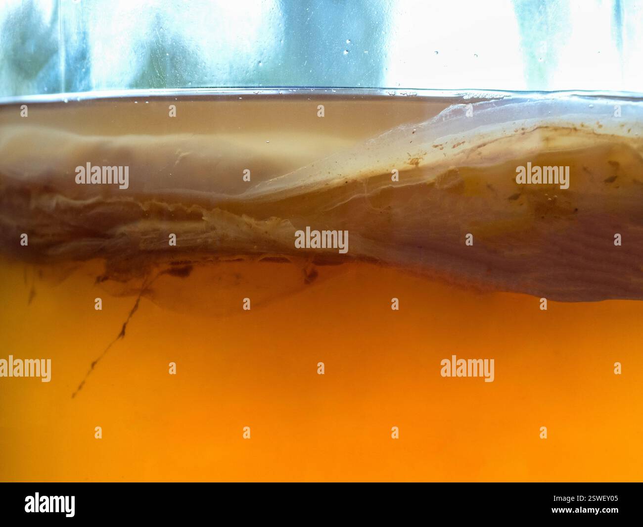 Kombucha fungus close up texture. Organic fermented tea drink Stock ...