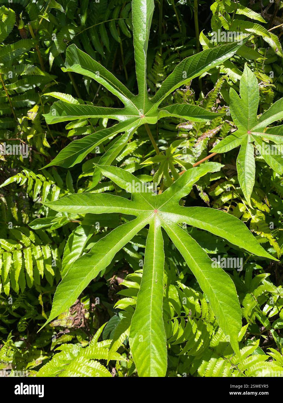 trumpet-tree (Cecropia obtusifolia), Plantae, Hawaii County, HI, USA ...