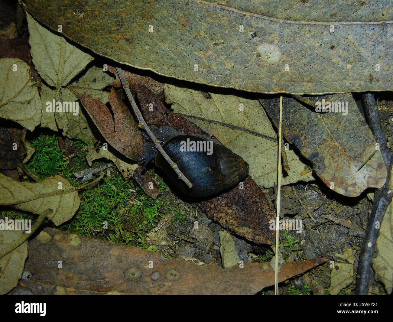 (Caryodes dufresnii), Mollusca, Truganini Track, Taroona TAS 7053 ...