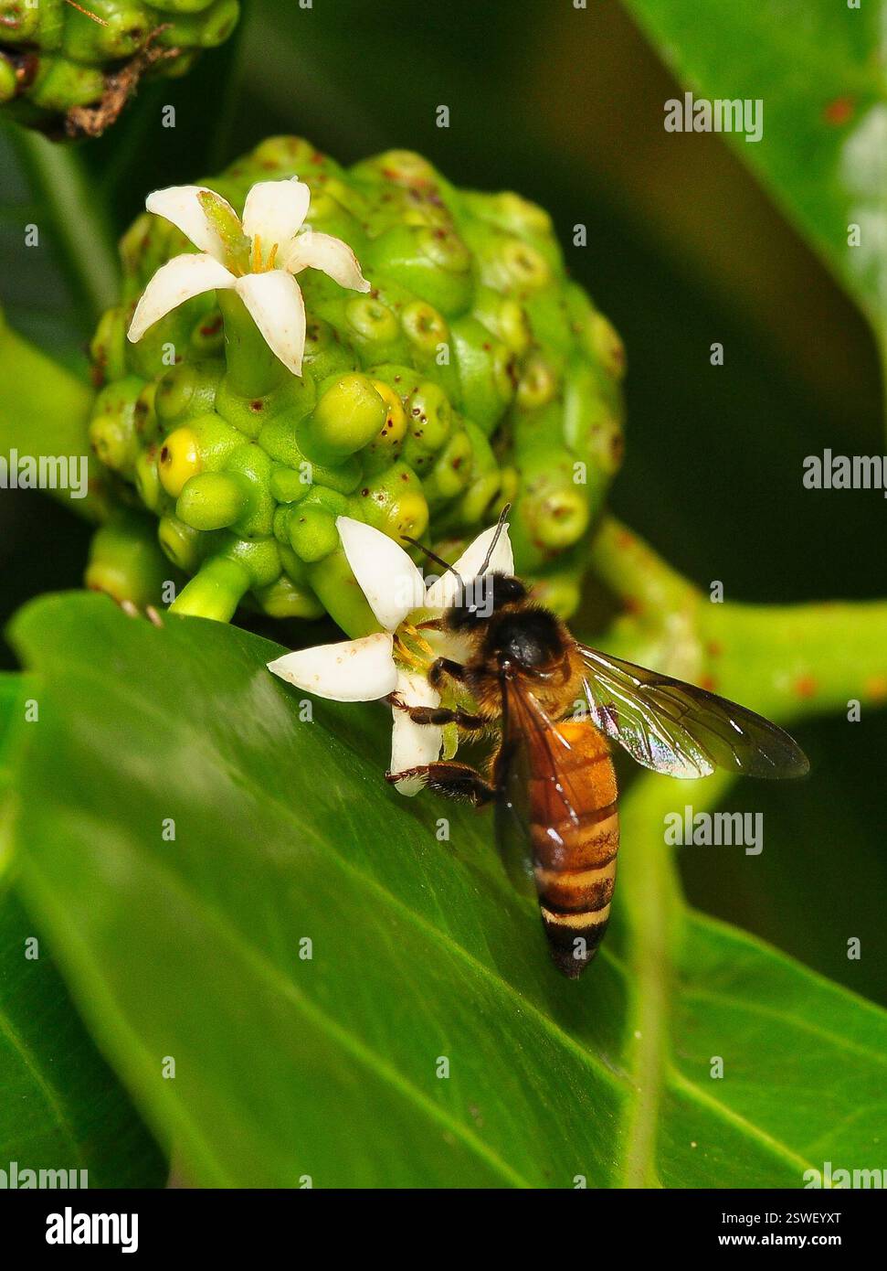 Giant Honey Bee (Apis dorsata), Insecta, Kakkulissery, Kerala, India ...