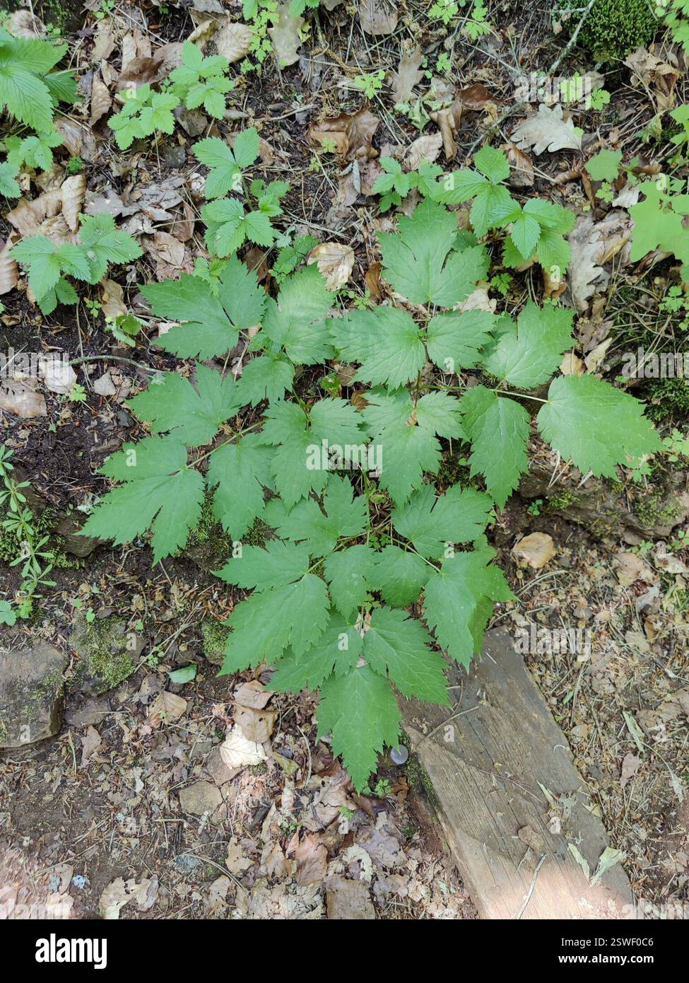 baneberries and cohoshes (Actaea), Plantae, Dudelange, Scherrwee, 3432 ...