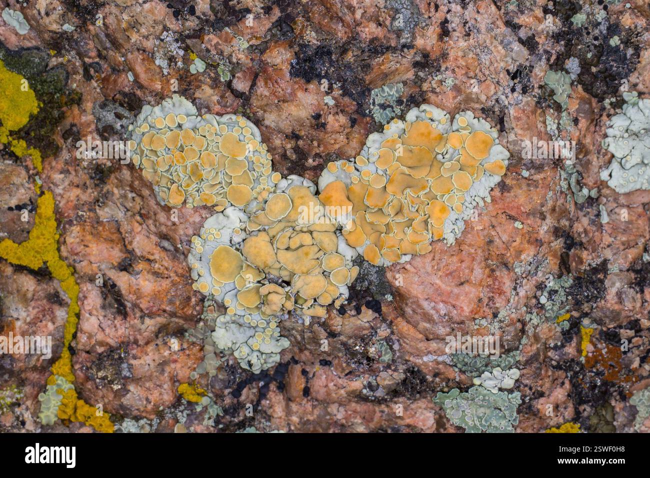 Orange Rock Posy (Rhizoplaca chrysoleuca), Fungi, Teller County, CO ...