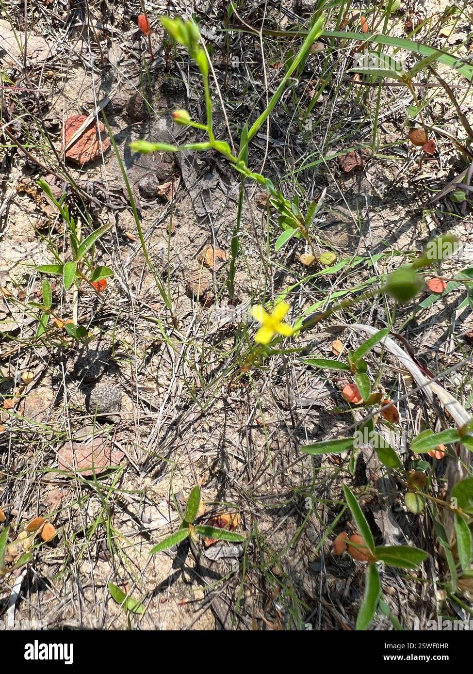 Threadleaf Evening Primrose (Oenothera linifolia), Plantae, Steelville ...