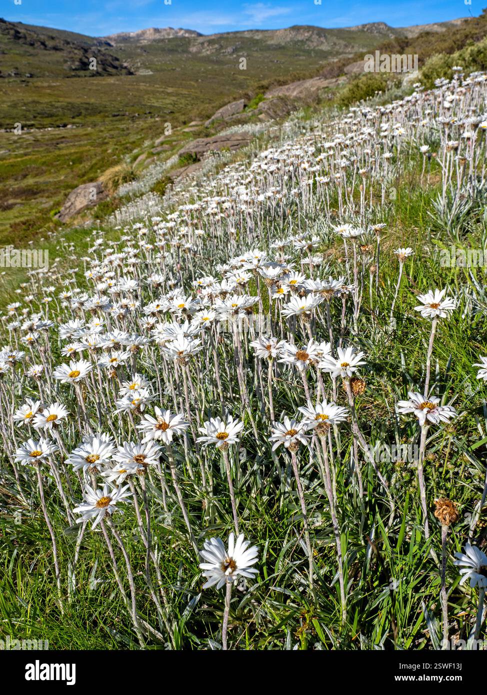 Silver snow daisies with Mt Kosciuszko behind Stock Photo - Alamy