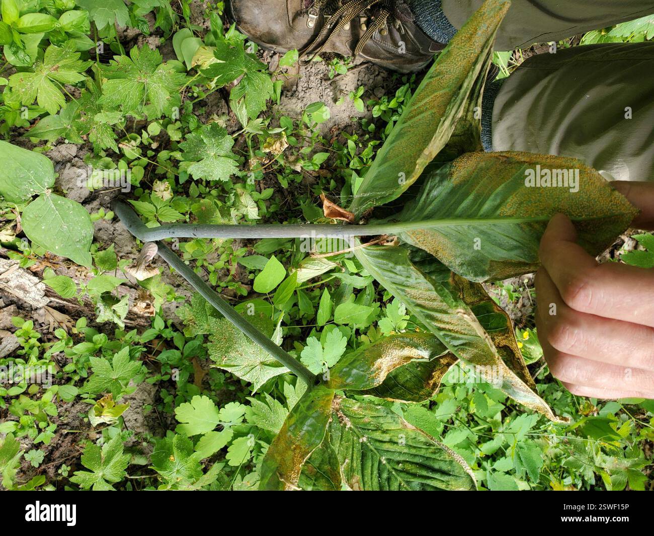 Jack-in-the-Pulpit Rust (Uromyces ari-triphylli), Fungi, Wisconsin, US ...