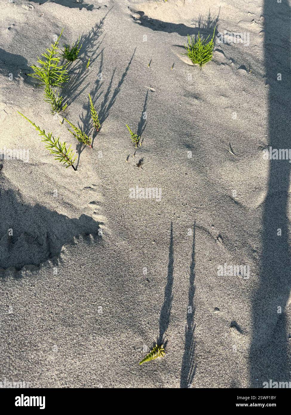 Winged and Once-winged Insects (Pterygota), Insecta, Port Burwell ...