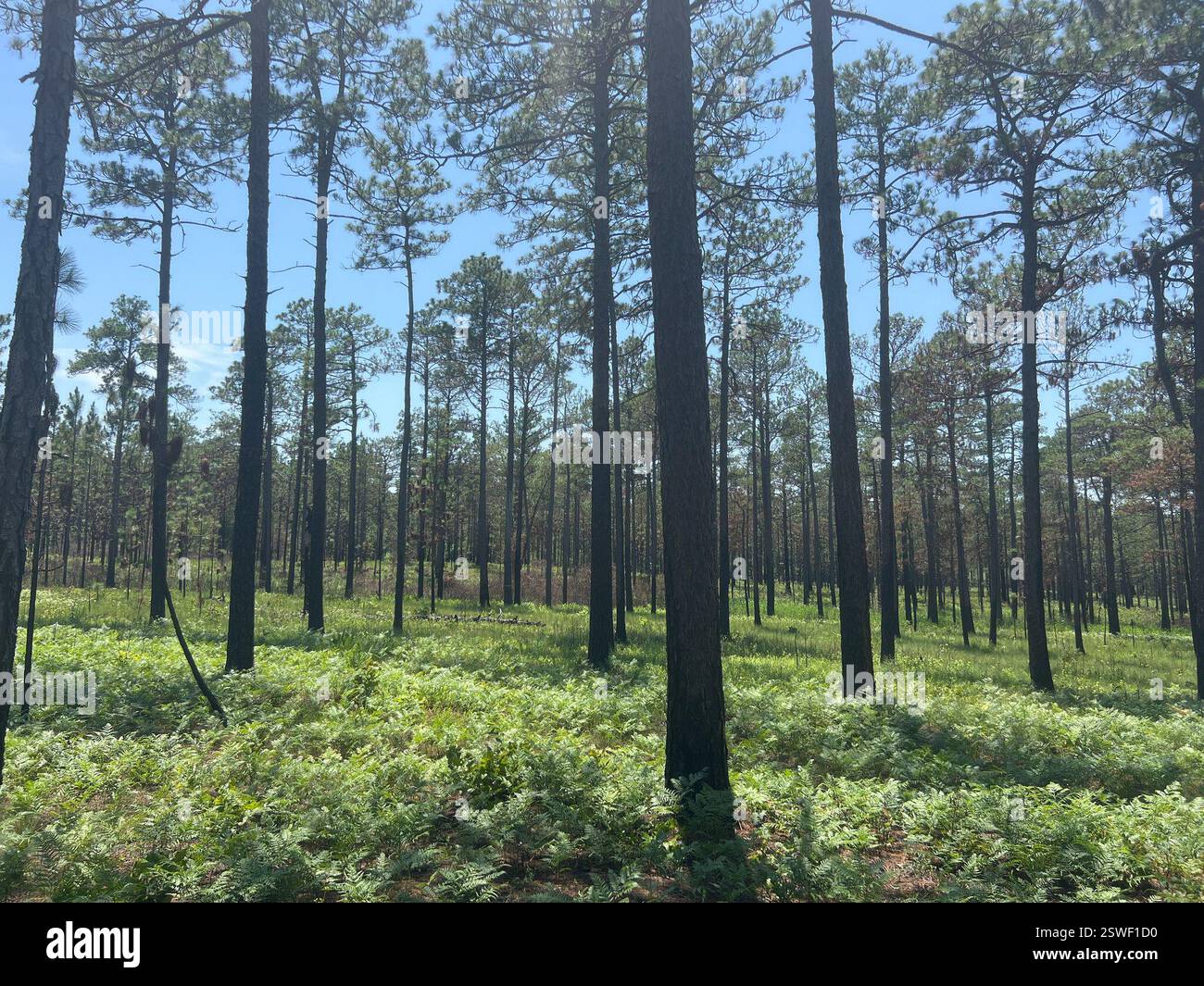 longleaf pine (Pinus palustris), Plantae, North Carolina, US Stock Photo - Alamy