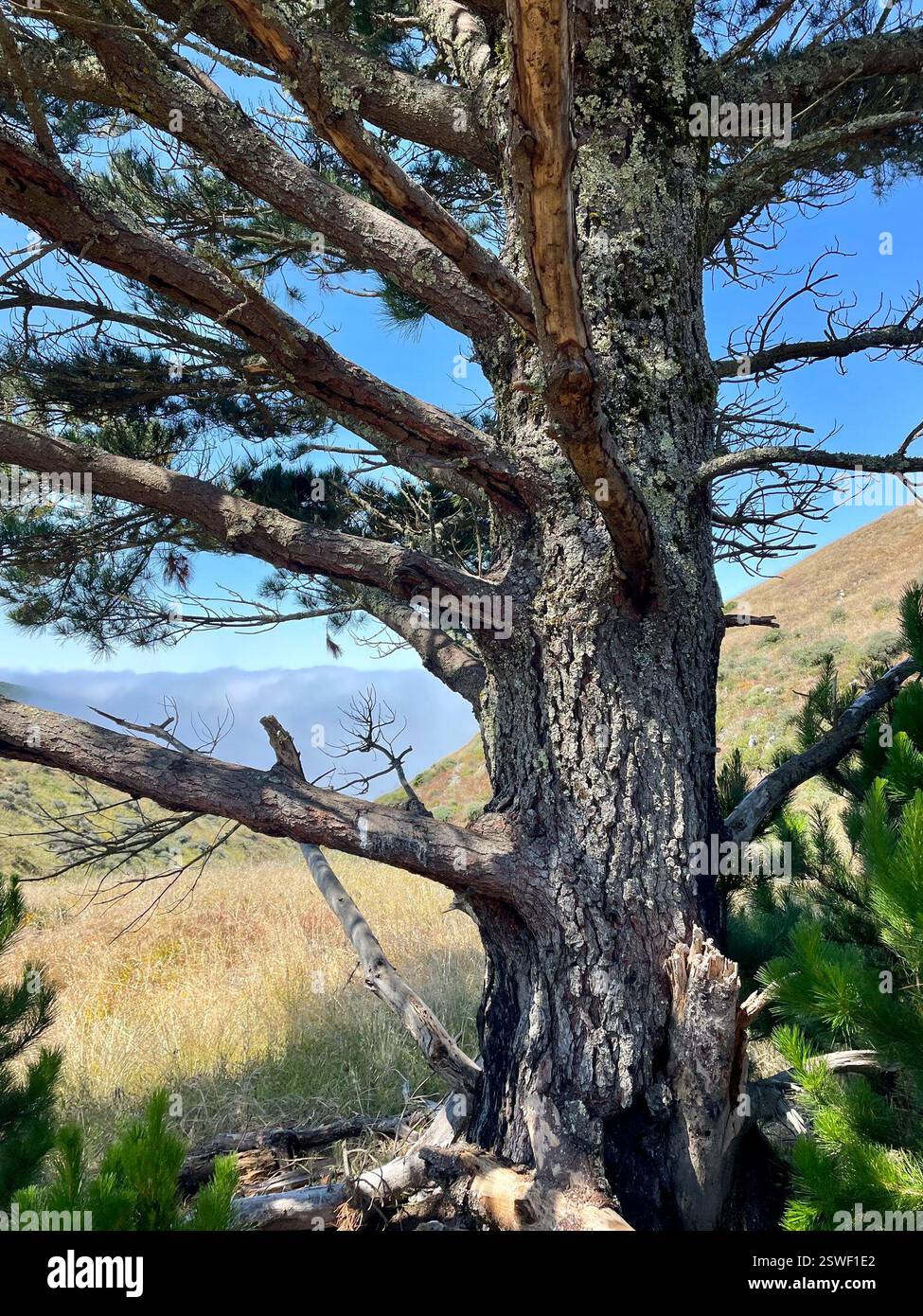 Monterey pine (Pinus radiata), Plantae, Garrapata State Park, Carmel ...