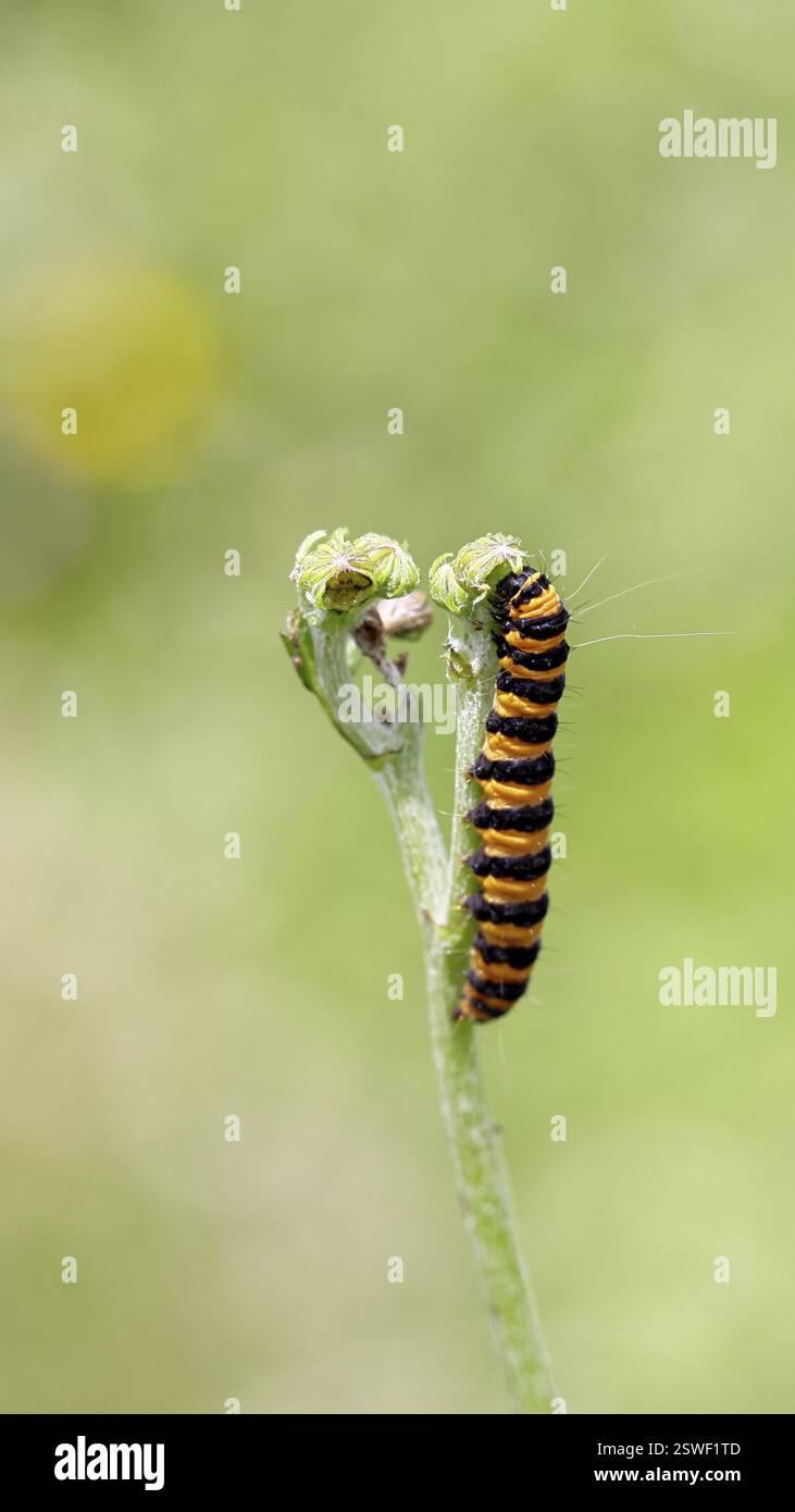 St. Jacob's weed bear or blood bear (Tyria jacobaeae), butterfly ...
