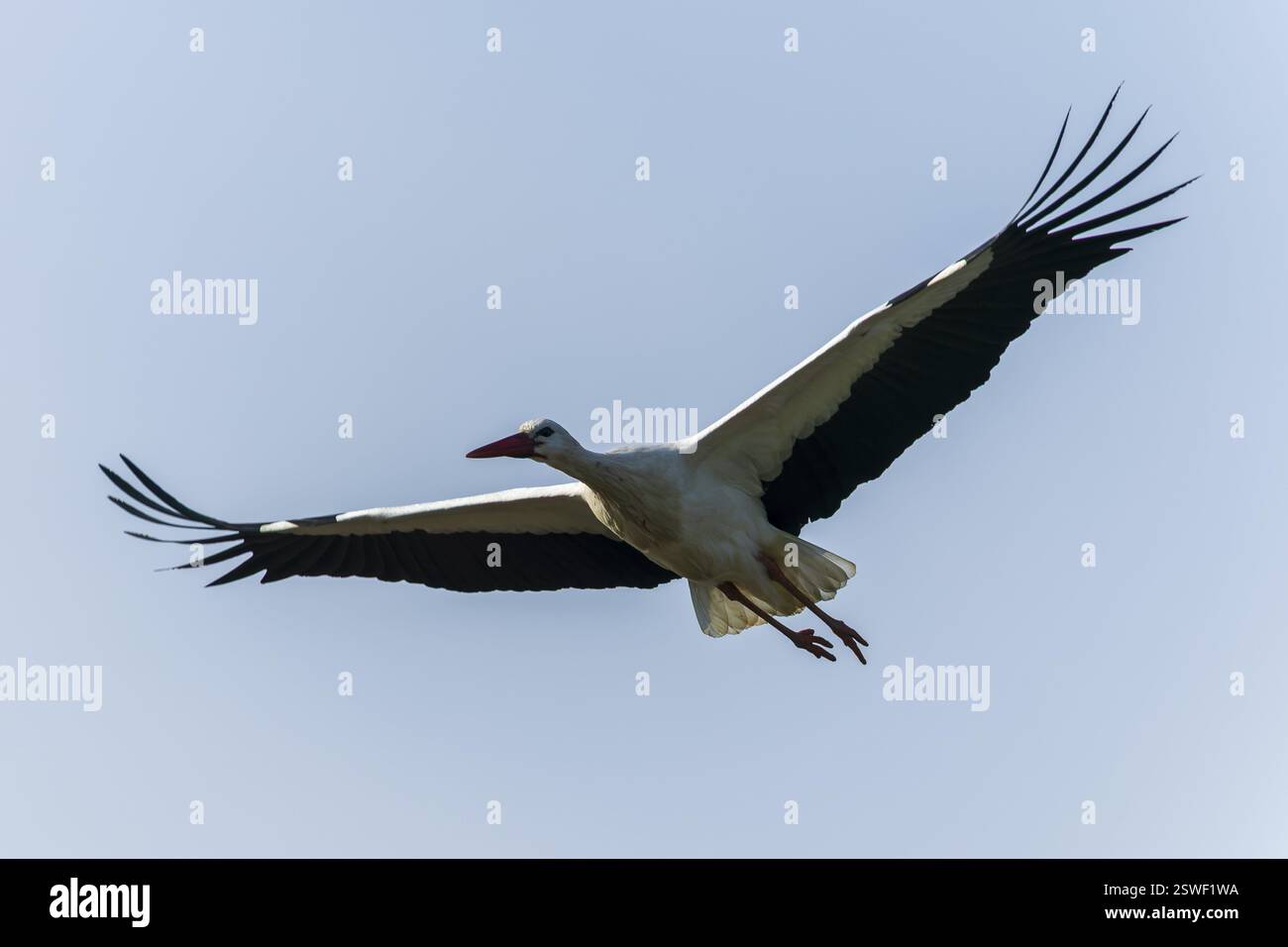 Stork soaring through the air with wings wide open in the blue sky ...