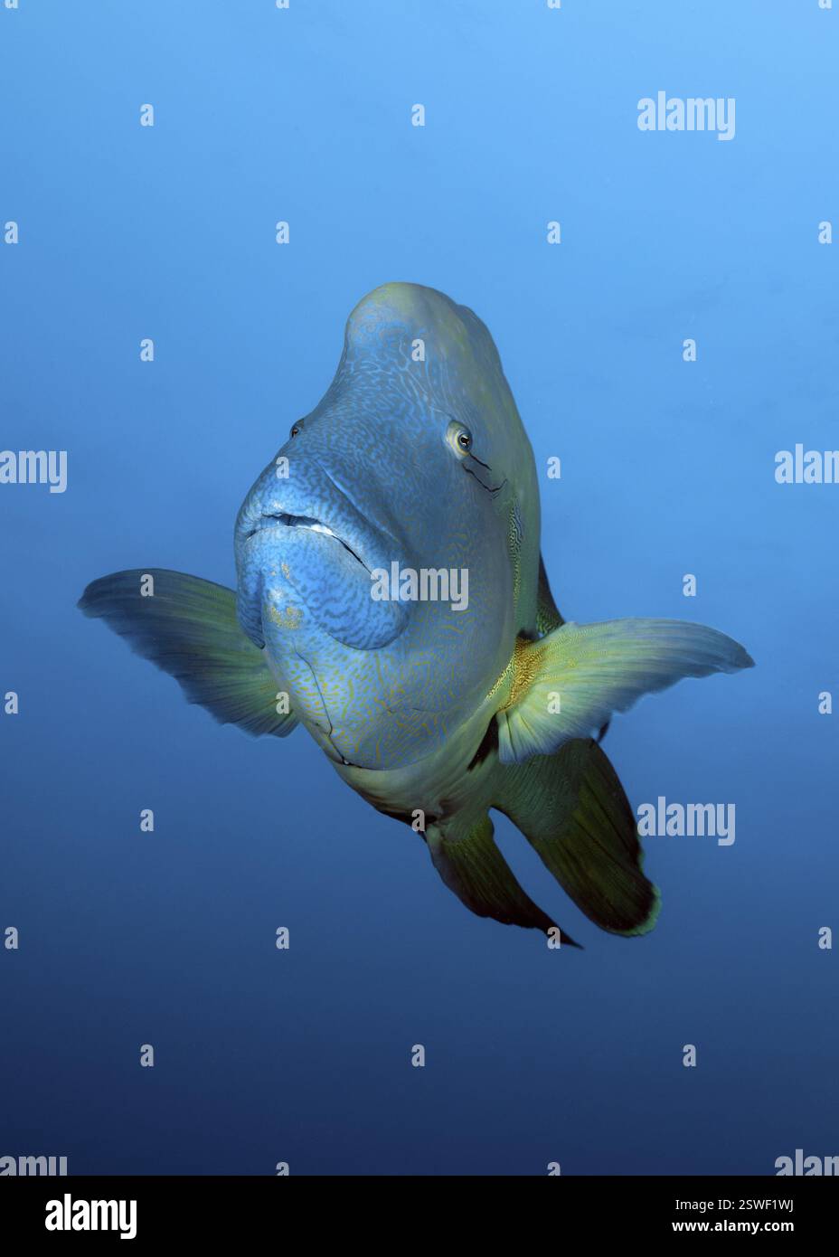 Napoleon wrasse (Cheilinus undulatus) front view, Great Barrier Reef ...