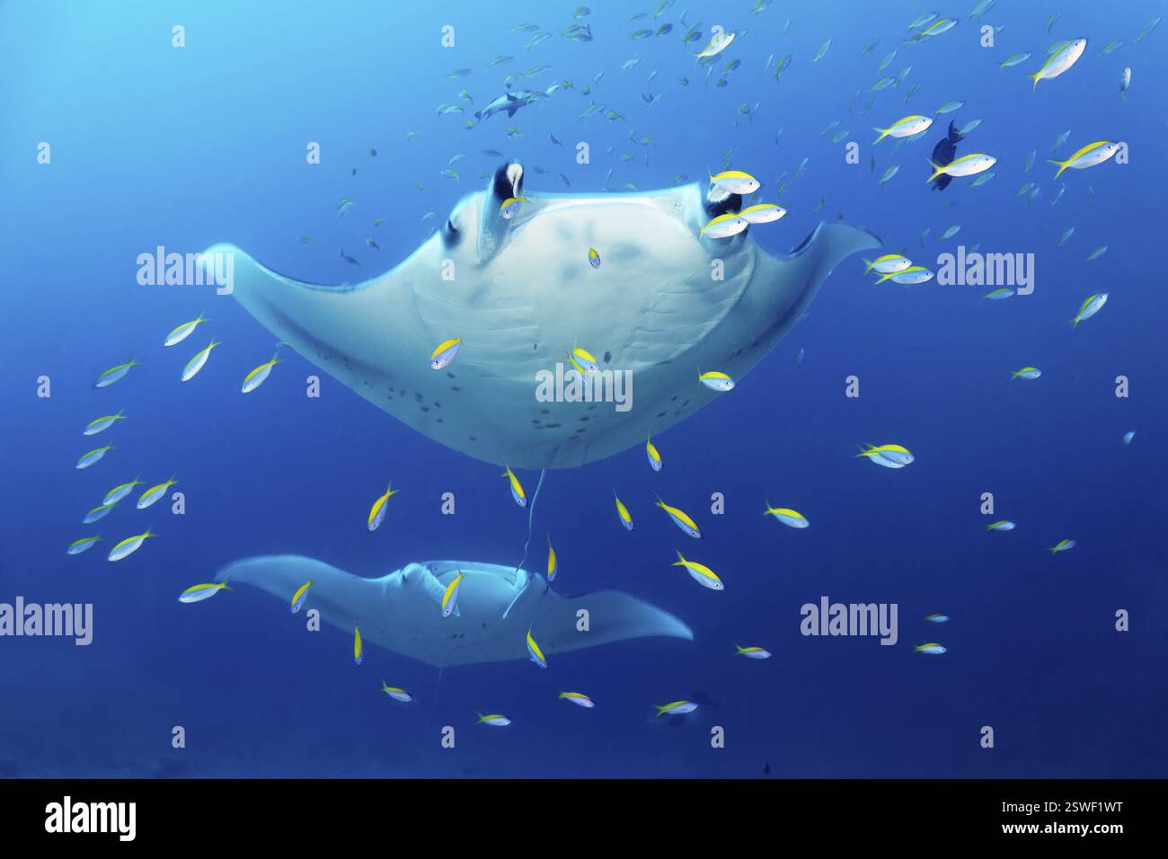 Whiptail ray hi-res stock photography and images - Alamy