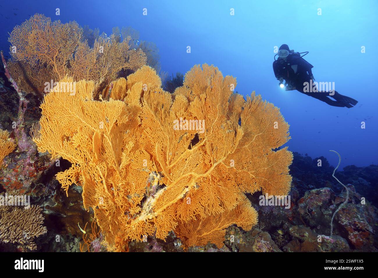 Diver looking at Large Anella Gorgonian (Anella), (Subergorgiidae ...