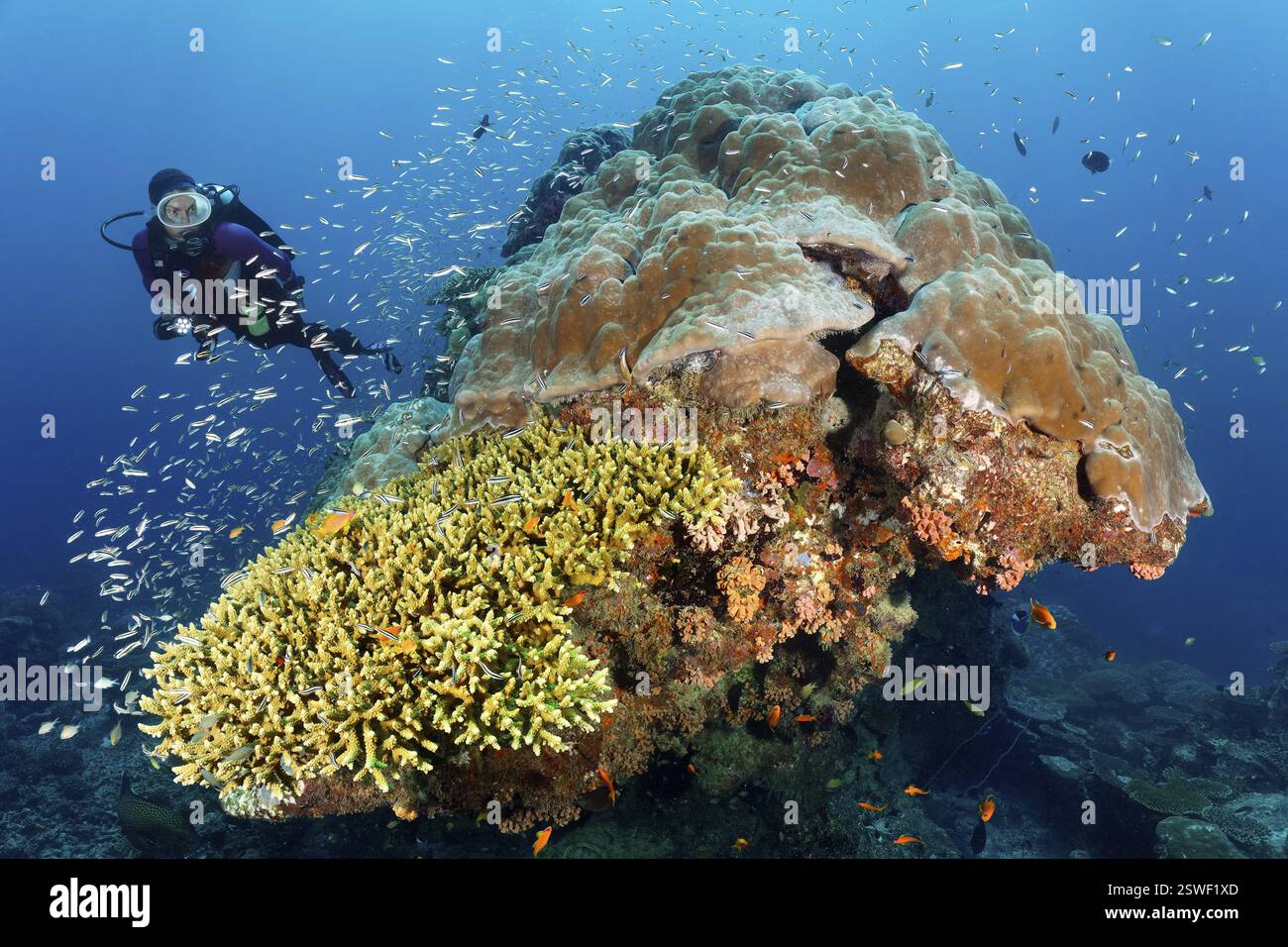 Diver looking at coral block with fish warm Blue coral (Leptojulis ...