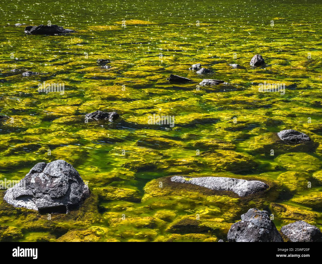 Bright glowing green natural background with a swamp surface. Bright ...
