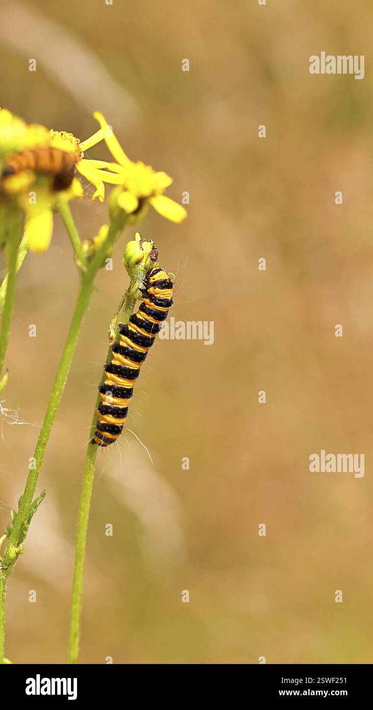 St. Jacob's weed bear or blood bear (Tyria jacobaeae), butterfly ...