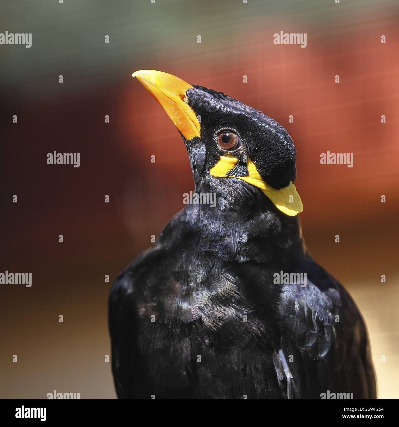 Beo (Gracula religiosa) bird (Gracula indica), occurring in the ...