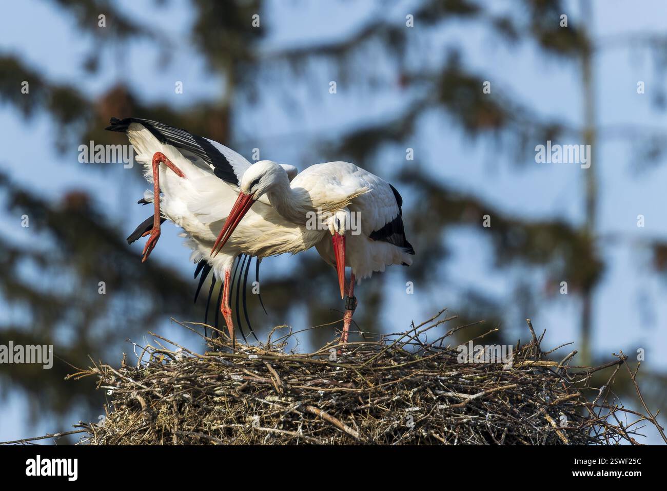 A stork stretches its legs and shows a dynamic pose on a large nest ...