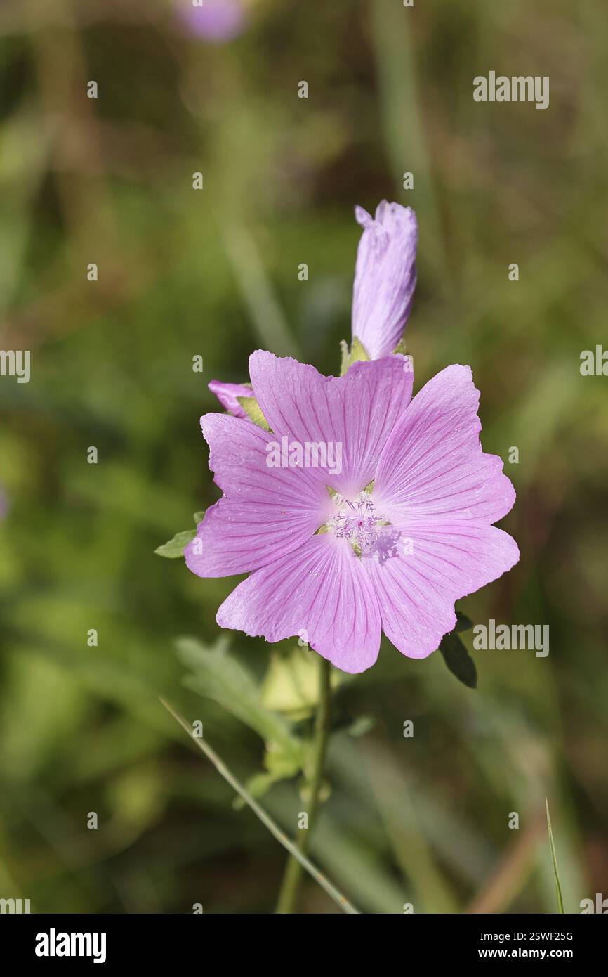 Mallow, musk mallow (Malva moschata), flower in a meadow, medicinal ...