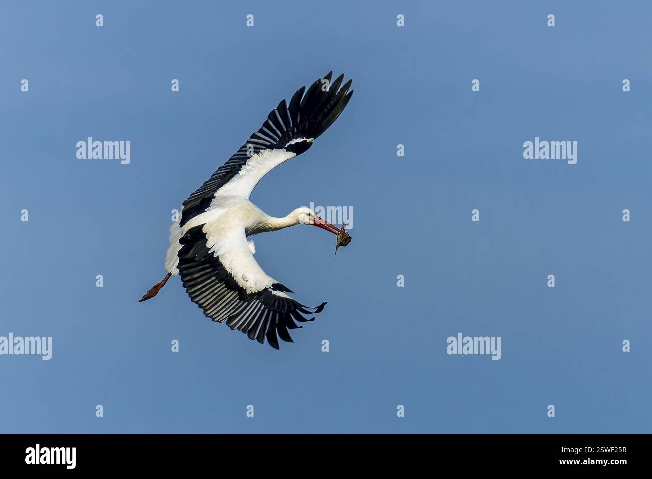 A flying stork carries its prey in its beak across the clear sky, white ...