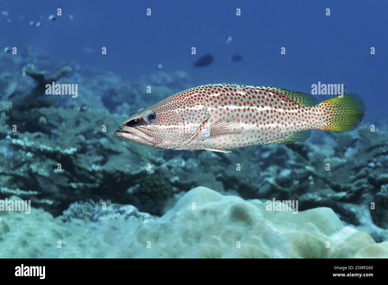 Pointed grouper (Anyperodon leucogrammicus) swimming over coral reef ...