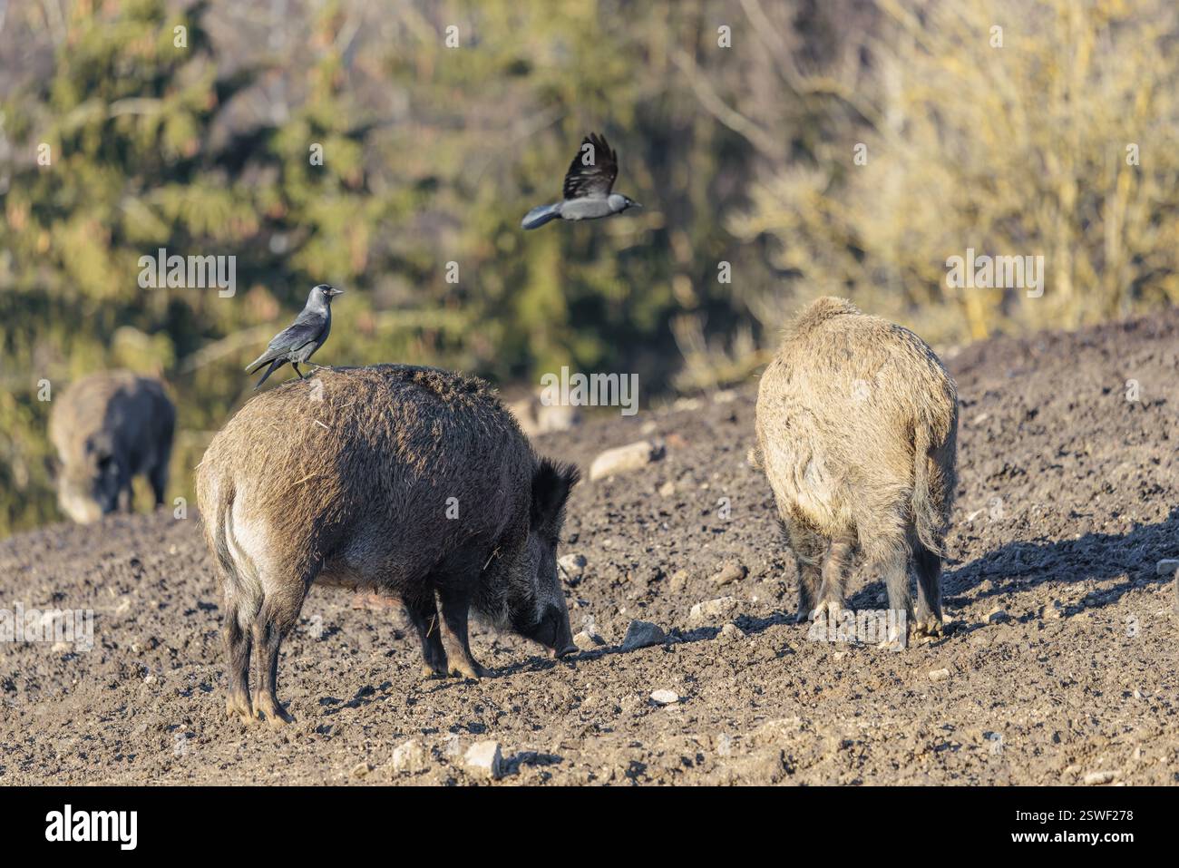 A jackdaw (Coloeus monedula) sits on the back of a wild boar (Sus ...