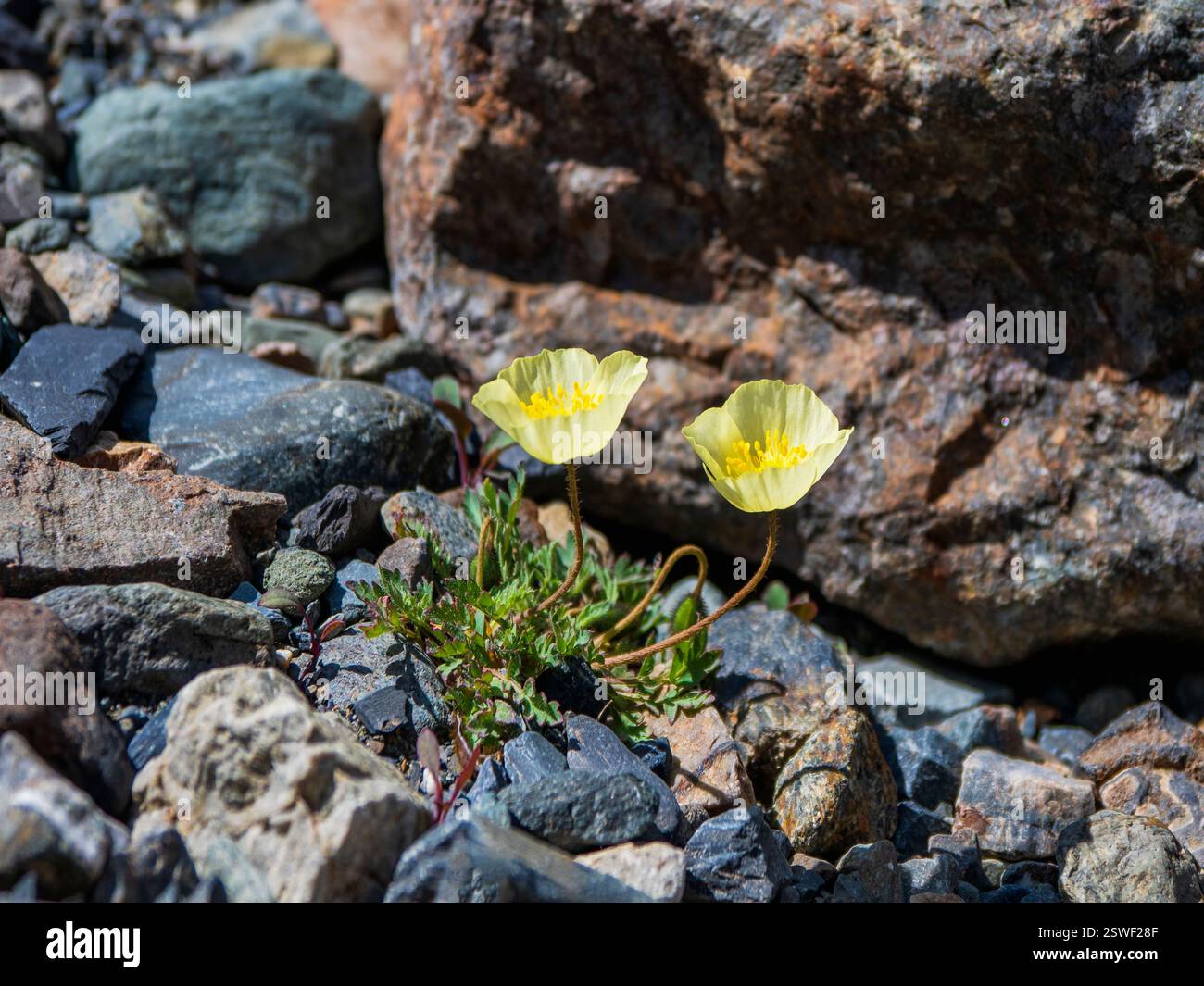 Yellow mountain poppies, top view. Lush yellow poppy flowers bushes ...