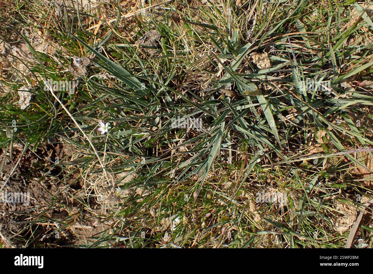 common cordgrass (Sporobolus anglicus), Plantae, Hampshire, UK, Conigar ...
