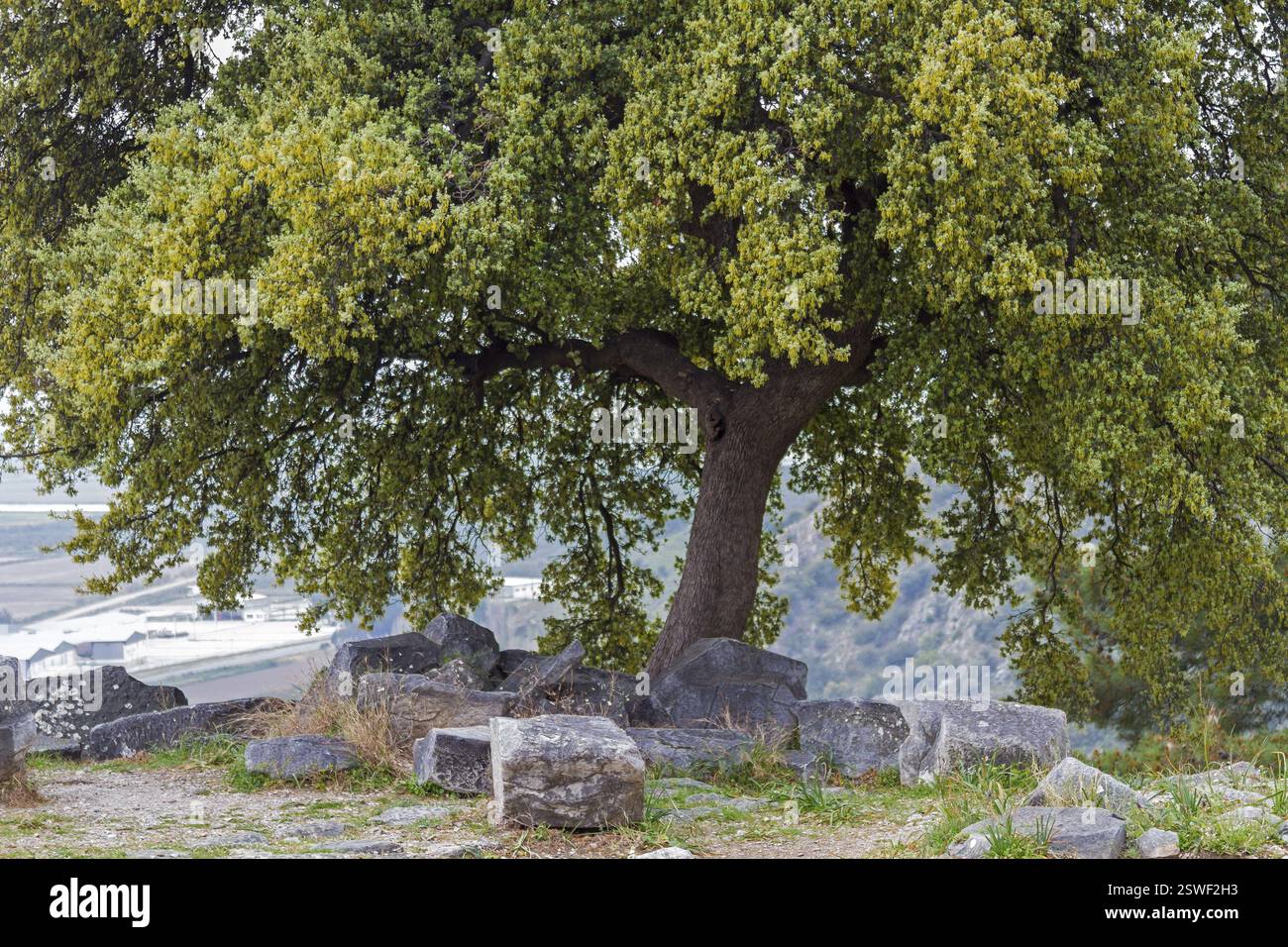 Ancient turkey oak tree hi-res stock photography and images - Alamy