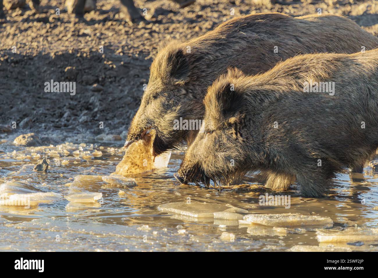 Two wild boar (Sus scrofa) crush the ice from a small frozen pond and ...