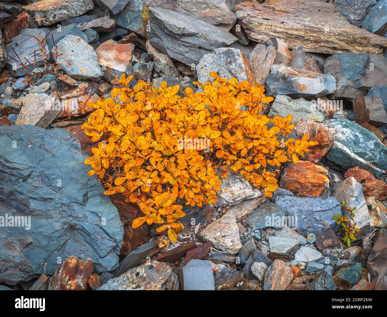 Yellow dwarf birch bush grows on the stones in autumn. Close up Stock ...
