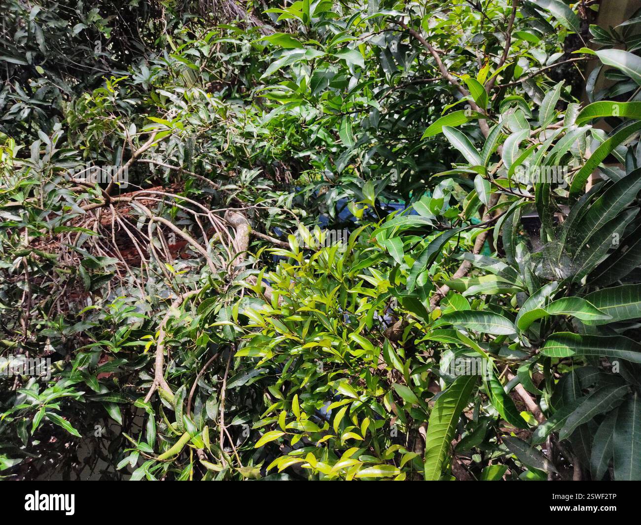Peacock Royal (Tajuria cippus), Insecta, Kumplampoika, Kerala 689661 ...