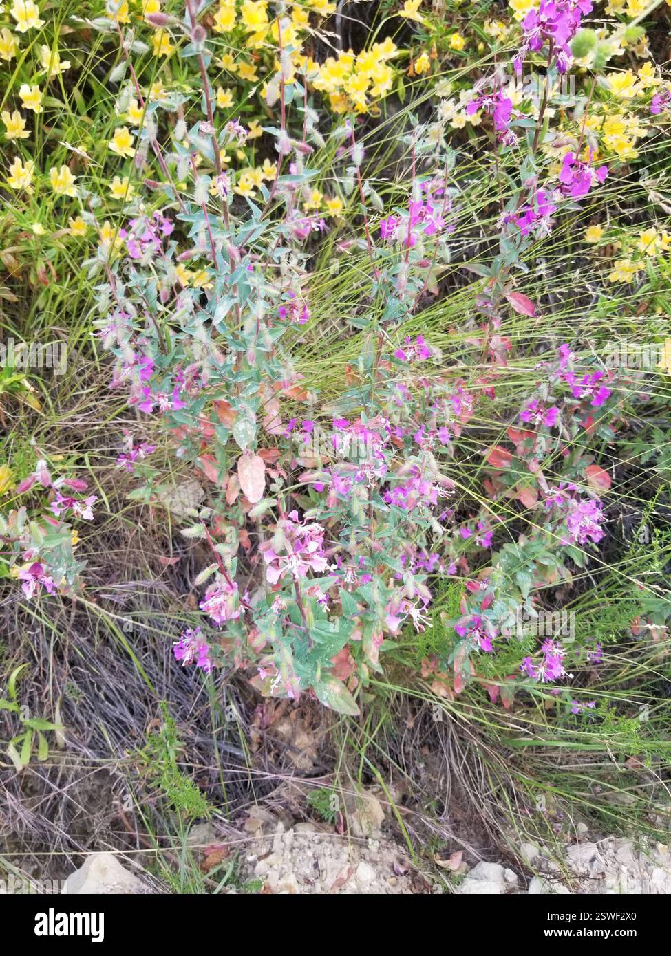 Elegant Clarkia (Clarkia unguiculata), Plantae, Piru, CA 93040, USA ...