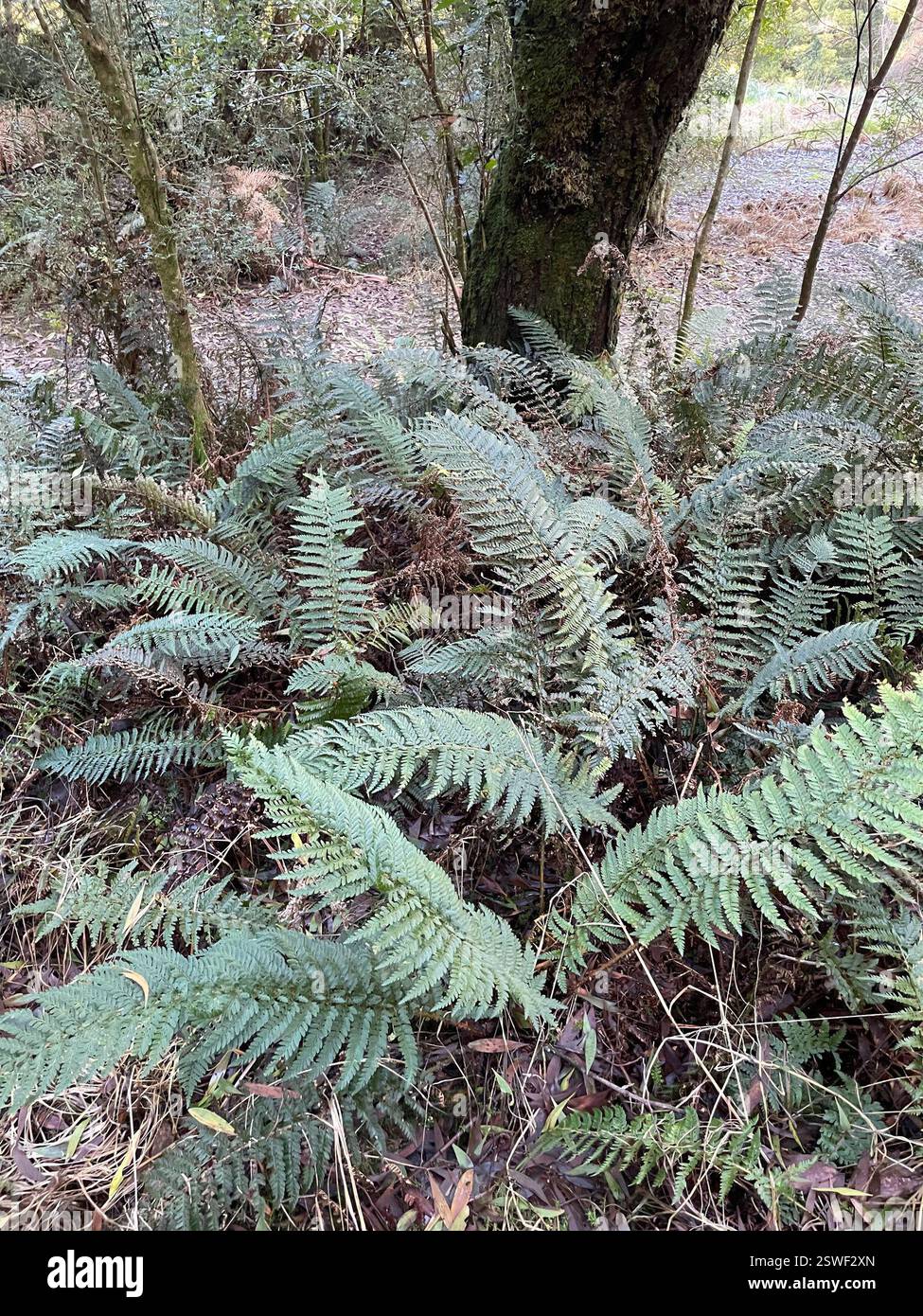 mother shield-fern (Polystichum proliferum), Plantae, Great Otway ...