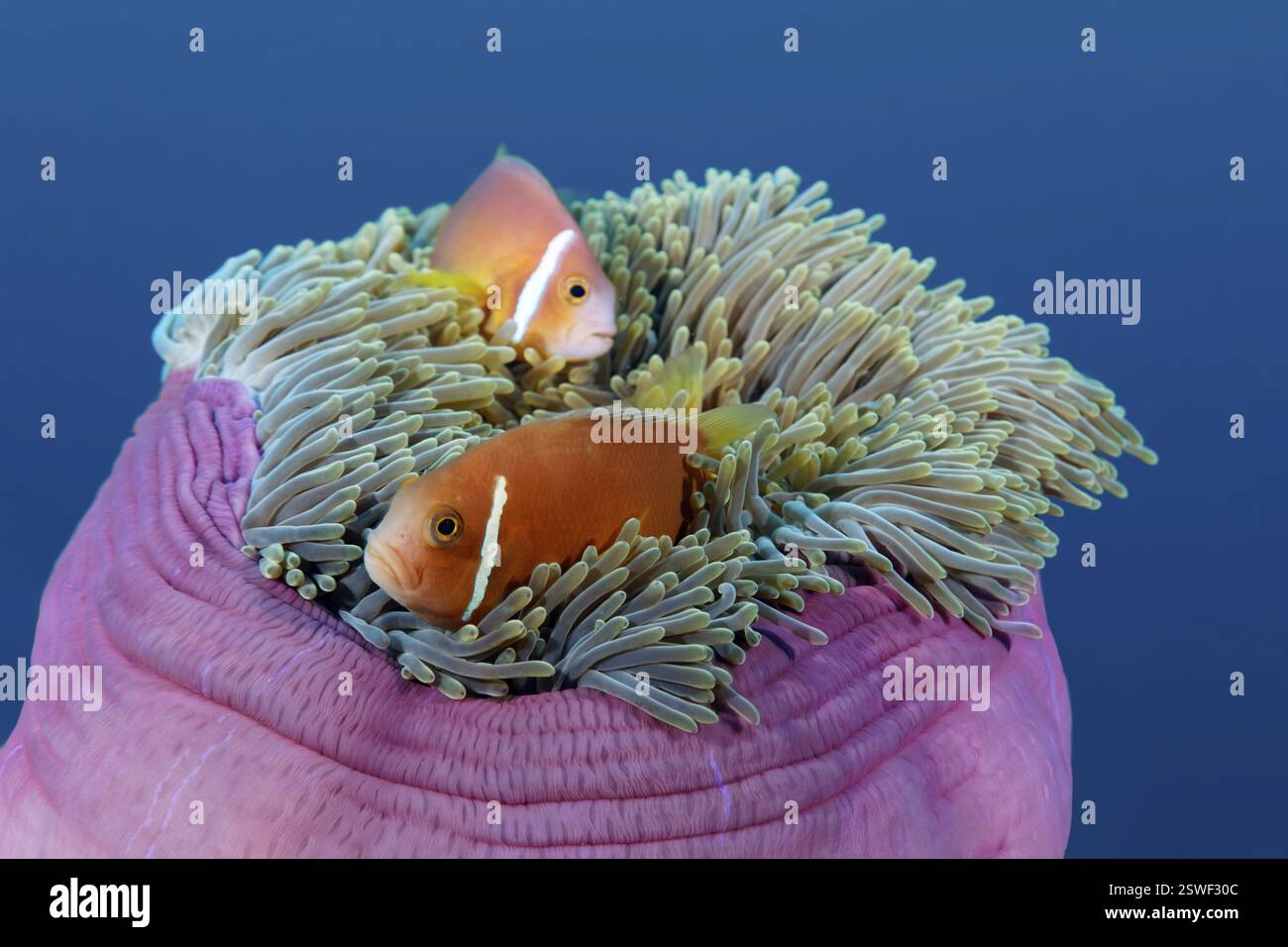 Great Barrier Reef, Unesco World Heritage Site, Coral Sea, Coral Sea ...