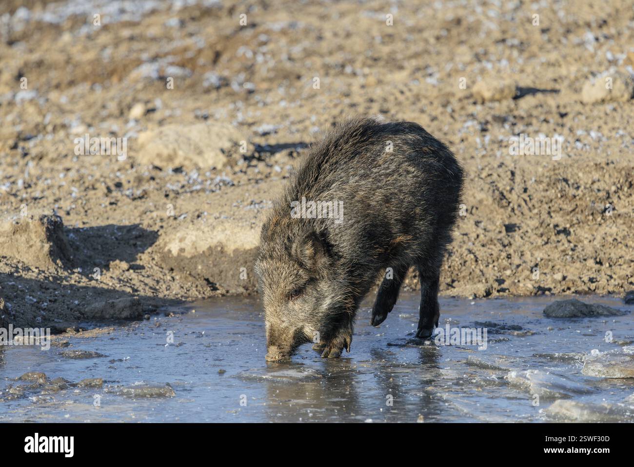 A wild boar (Sus scrofa) drinks water from a small frozen pond with ...