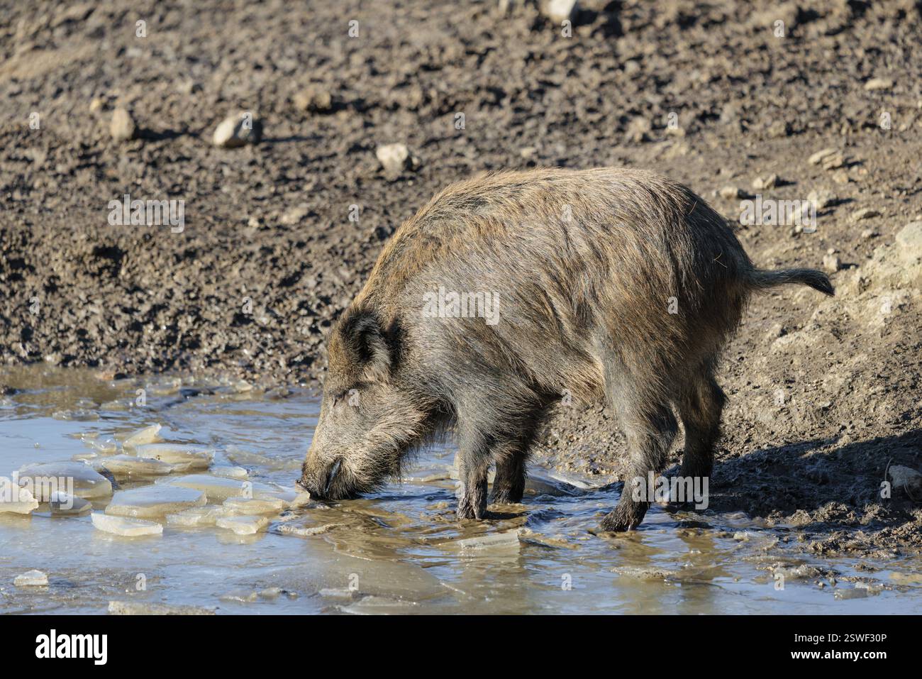 A wild boar (Sus scrofa) drinks water from a small frozen pond with ...