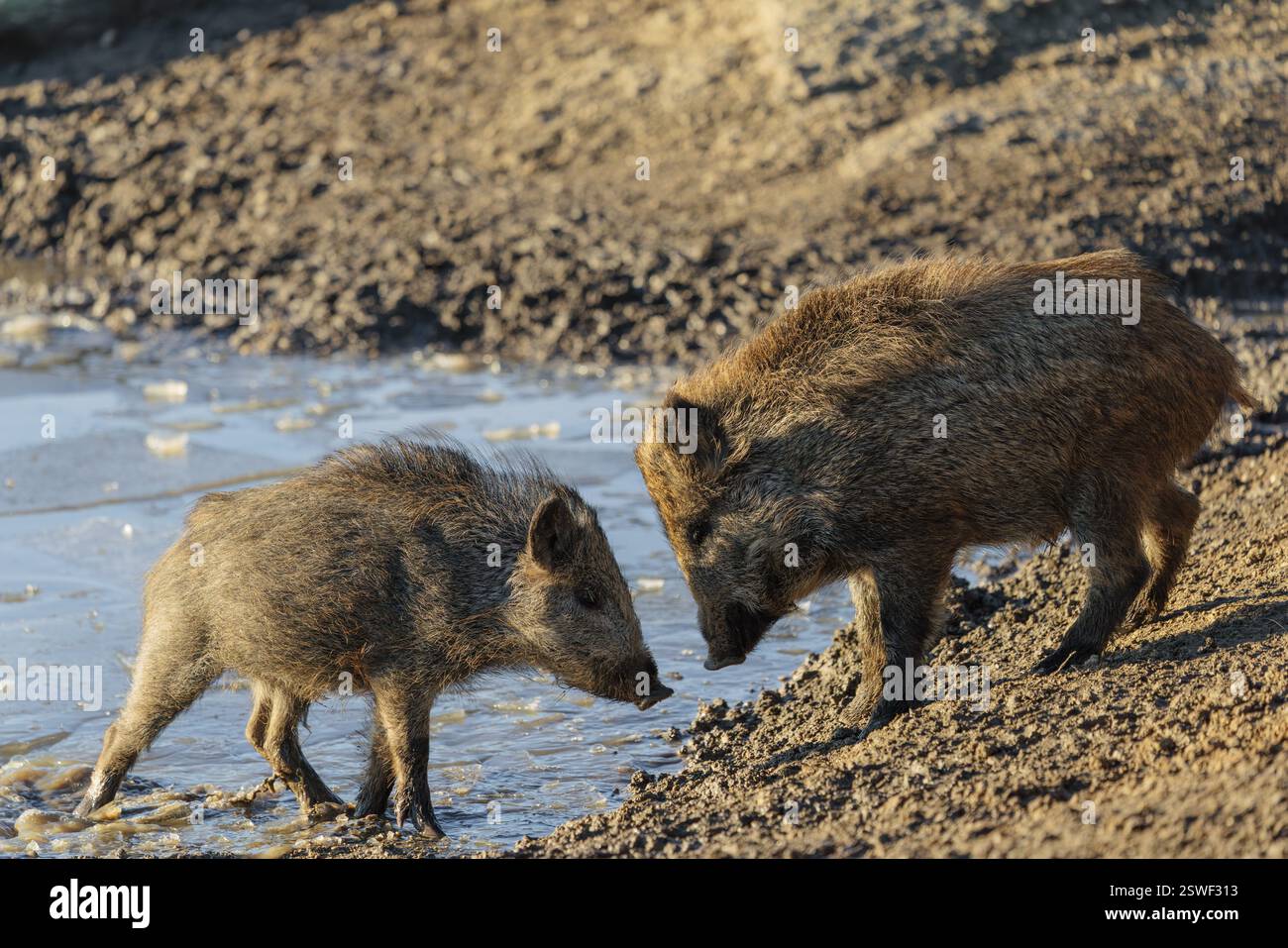 Two wild boar (Sus scrofa) (adult and young one) stand at the shore of ...