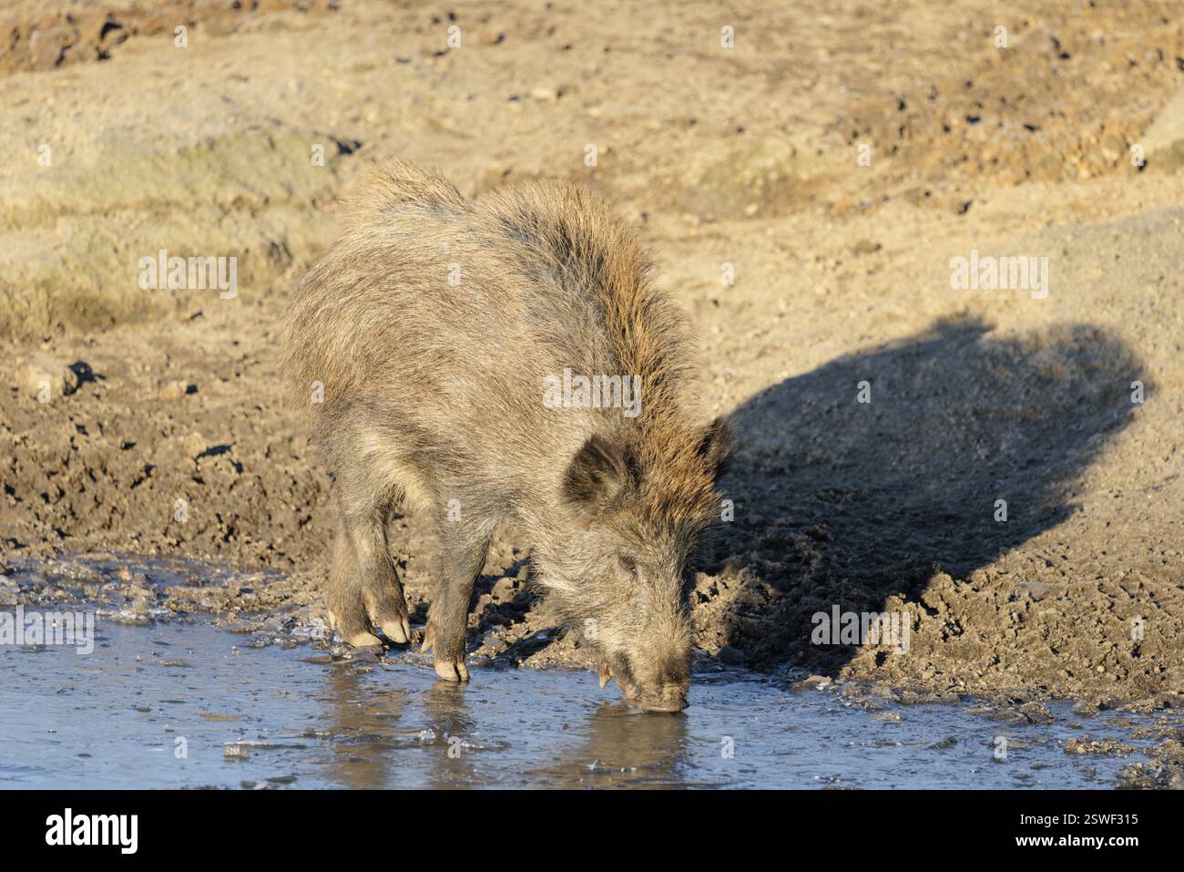 A wild boar (Sus scrofa) drinks water from a small frozen pond with ...