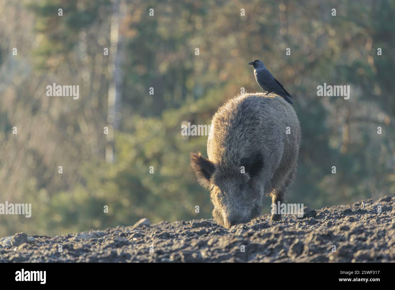 A jackdaw (Coloeus monedula) sits on the back of a wild boar (Sus ...