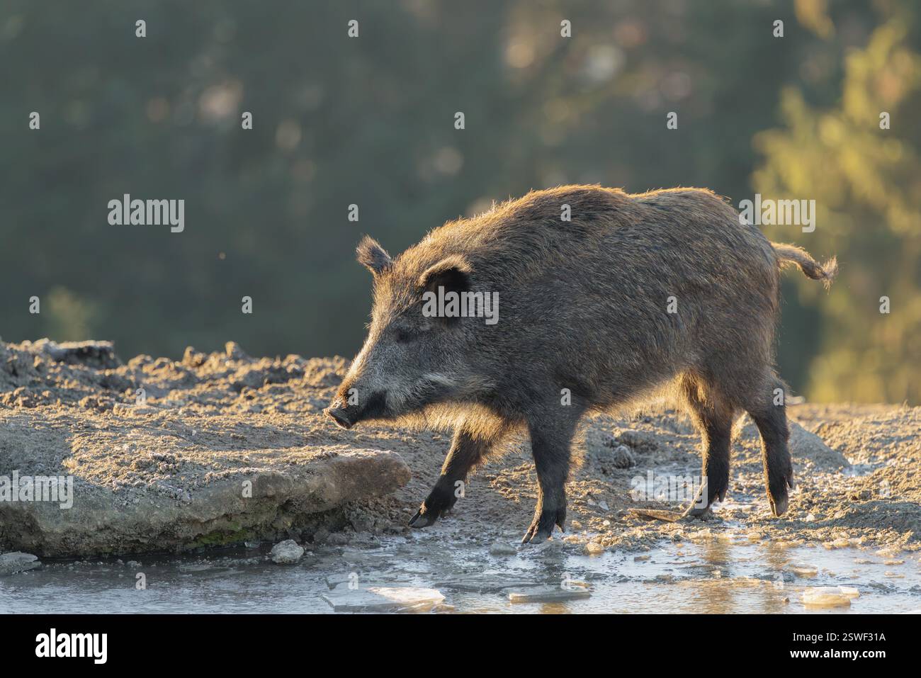 A wild boar (Sus scrofa) drinks water from a small frozen pond with ...