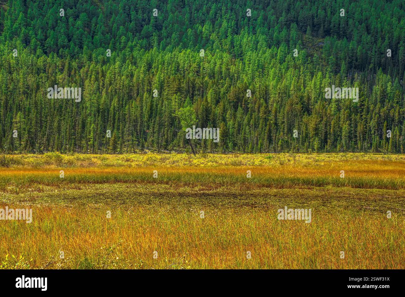 Sunny autumn swamp. Swampy backwater of mountain lake. Bright ...